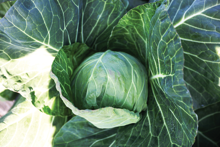 Well-being Food / High-Quality Premium Cabbages Captivation Global ...