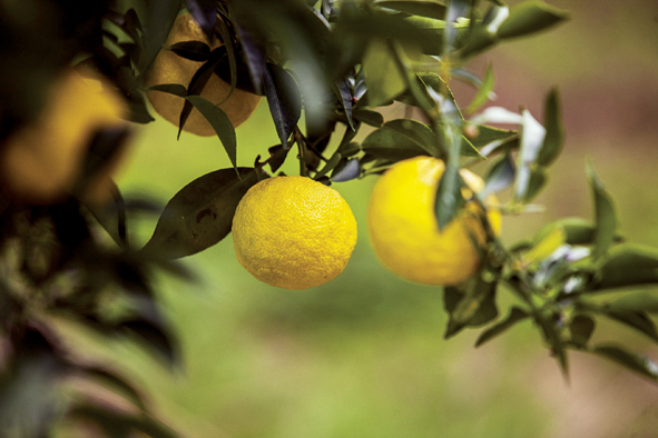 Monthly Pick / The Best in Season 'Yuja' & The Best Product Online ...