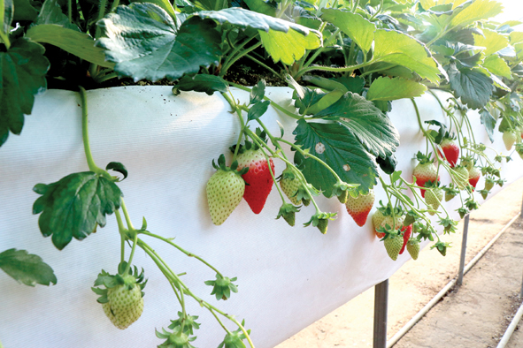 Farmtastic / Lord of Strawberries, Kingsberry 상세보기|Newsletter | K-FOODTRADE