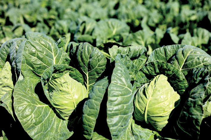 New Item / Korean cabbage that can taste sweet without dressing 상세보기 ...