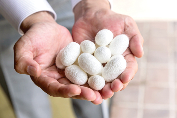 New Item / From ‘Silk to Wear’ to ‘Silk to Eat,’ Sericulture Products ...