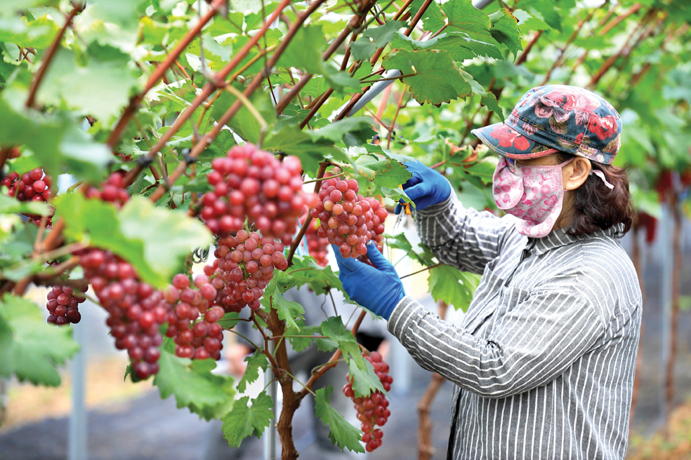 Farmtastic / The Next Generation of Grape Varieties, Hongju Seedless 상세 ...