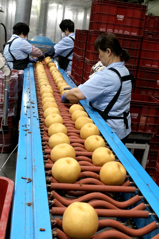 Farmtastic / Suncheon Pear, the First-tasted Pear in Korea 상세보기 ...