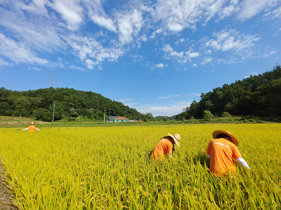 Photo Essay / "Harvest season has arrived. Enjoy the richness of ...