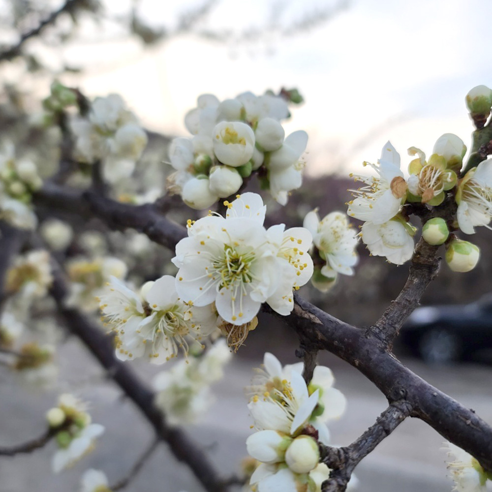 Gwangyang Cheong Maesil Farm: The Heart of Korea’s Plum Industry 상세보기 ...