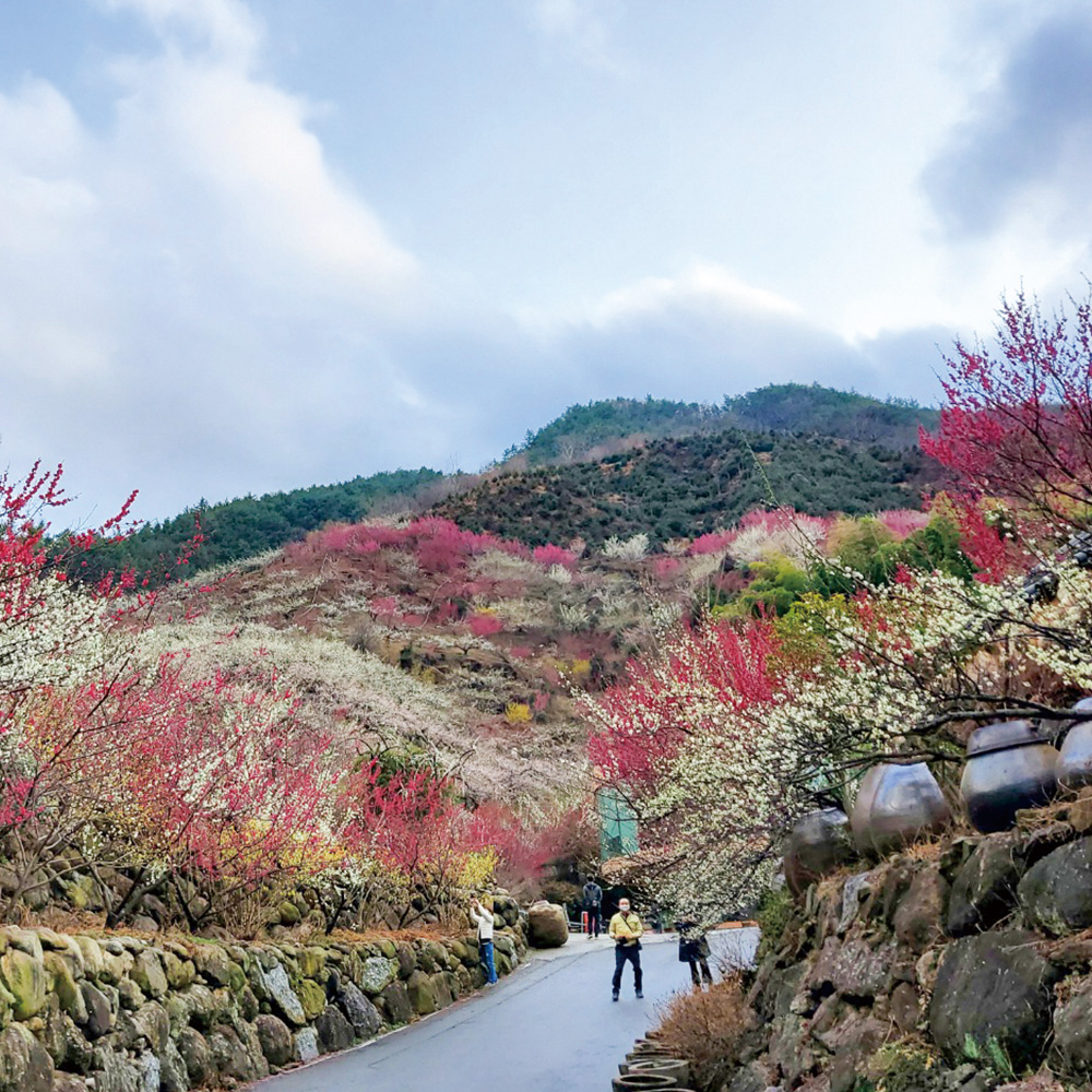Gwangyang Cheong Maesil Farm: The Heart of Korea’s Plum Industry 상세보기 ...