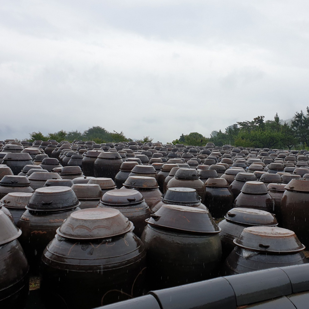 Gwangyang Cheong Maesil Farm: The Heart of Korea’s Plum Industry 상세보기 ...