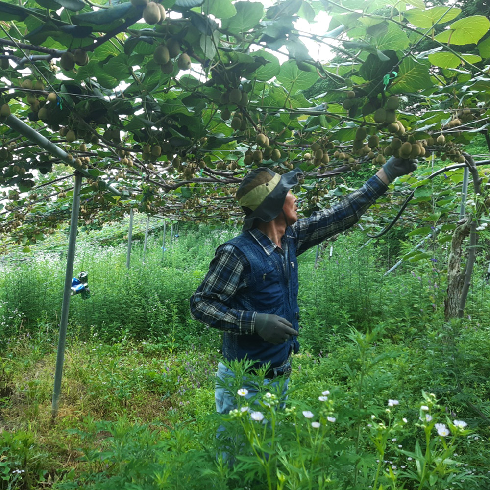 Kiwi, A Specialty Crop From Yangbo-Myeon, Hadong County, South ...
