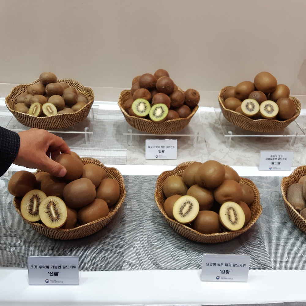 Kiwi, A Specialty Crop From Yangbo-Myeon, Hadong County, South ...