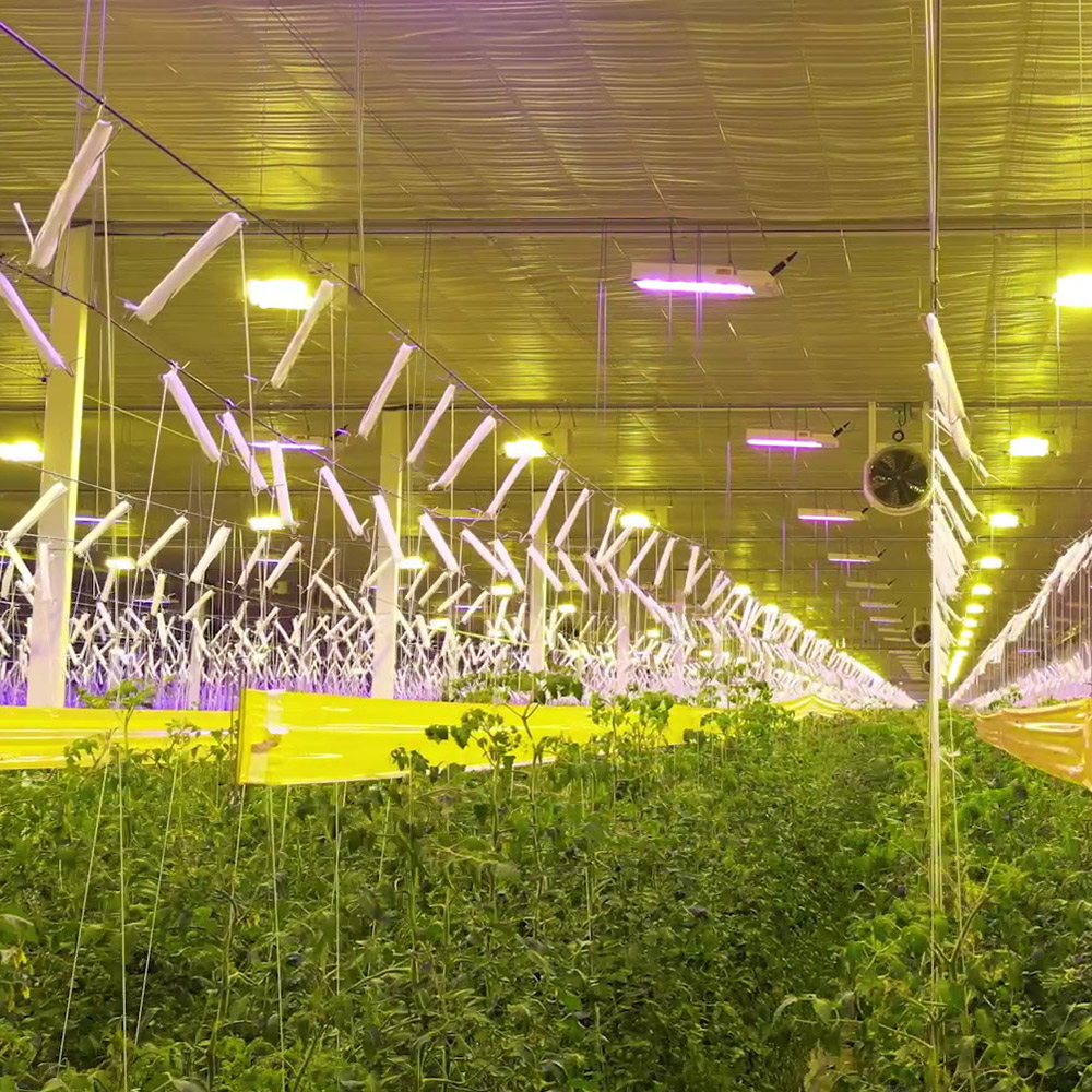 Leading K-Smart Farm Company Woodeumgee Farm’s Tomango 상세보기|Newsletter ...