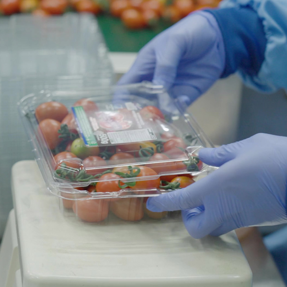 Leading K-Smart Farm Company Woodeumgee Farm’s Tomango 상세보기|Newsletter ...