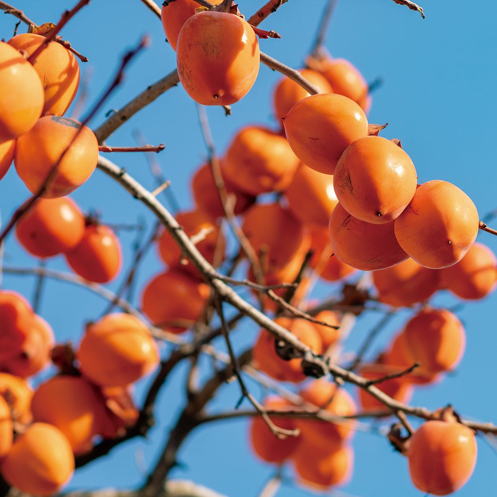 Taste and Health in Hongshi Smoothie 상세보기|Newsletter | K-FOODTRADE