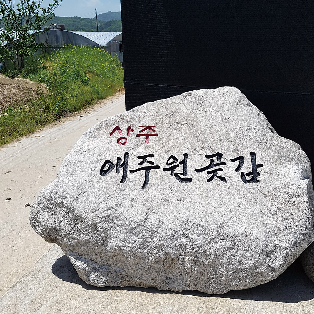 Taste and Health in Hongshi Smoothie 상세보기|Newsletter | K-FOODTRADE