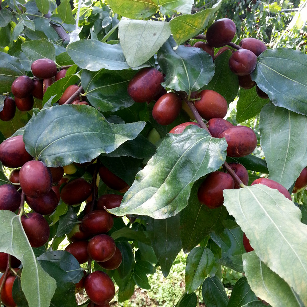 Boeun Jujube, a Health Food Loved at Home and Abroad 상세보기|Newsletter ...