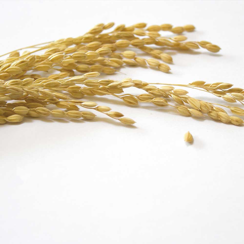 The Evolution of Processed Rice Products: A Catalyst for Culinary ...